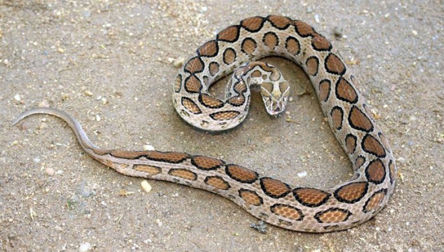 "Worker Hospitalized After Russell's Viper Bite in Rajshahi"